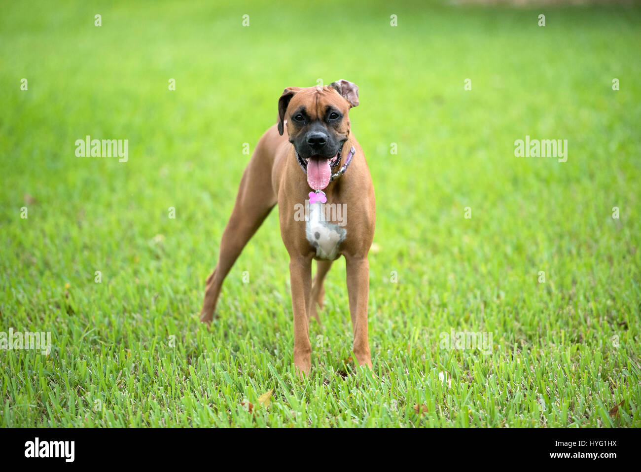 Female boxer dog playing outdoors with a toy Stock Photo - Alamy