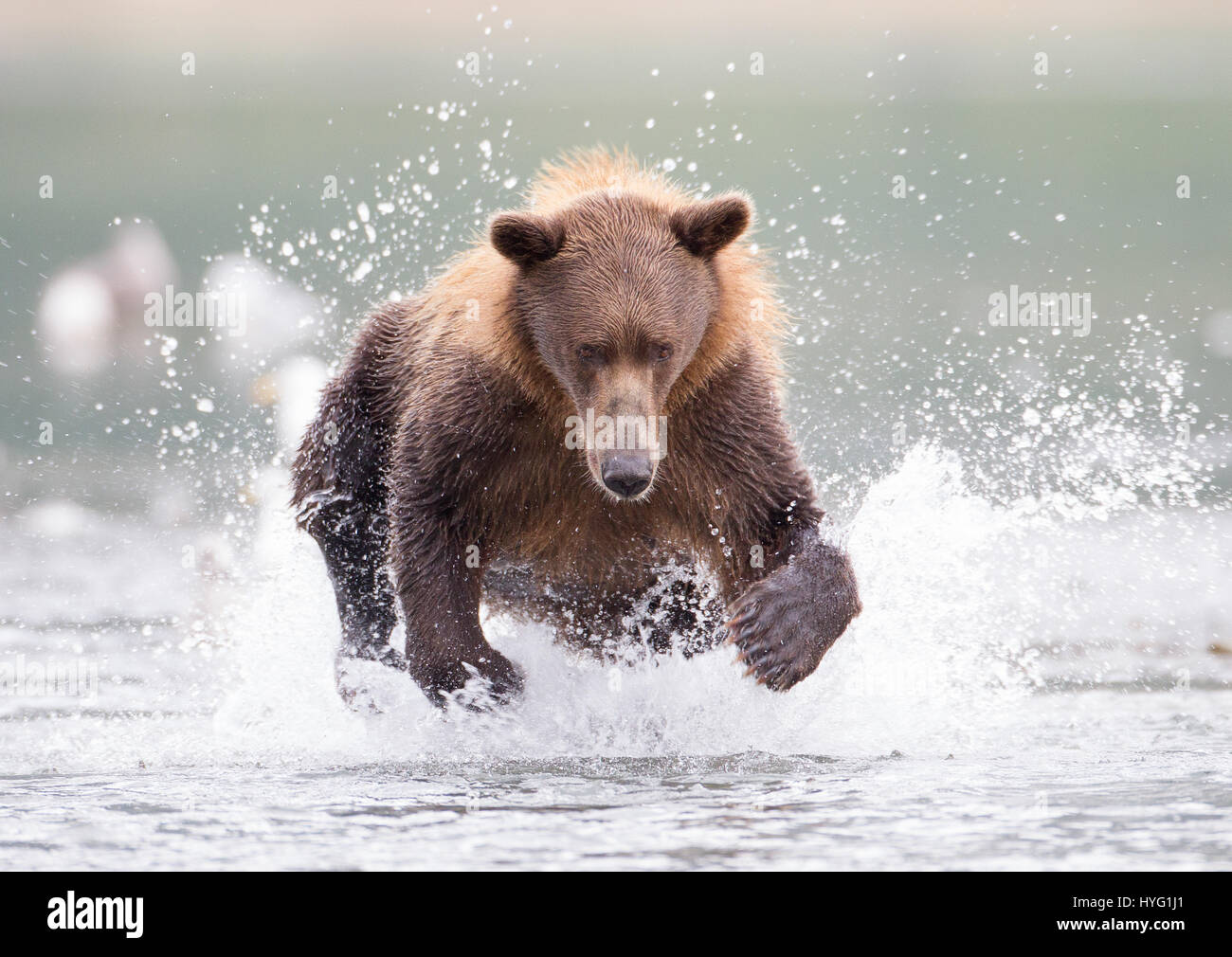 JAW-DROPPING pictures of a bear cub delivering a left uppercut punch ...