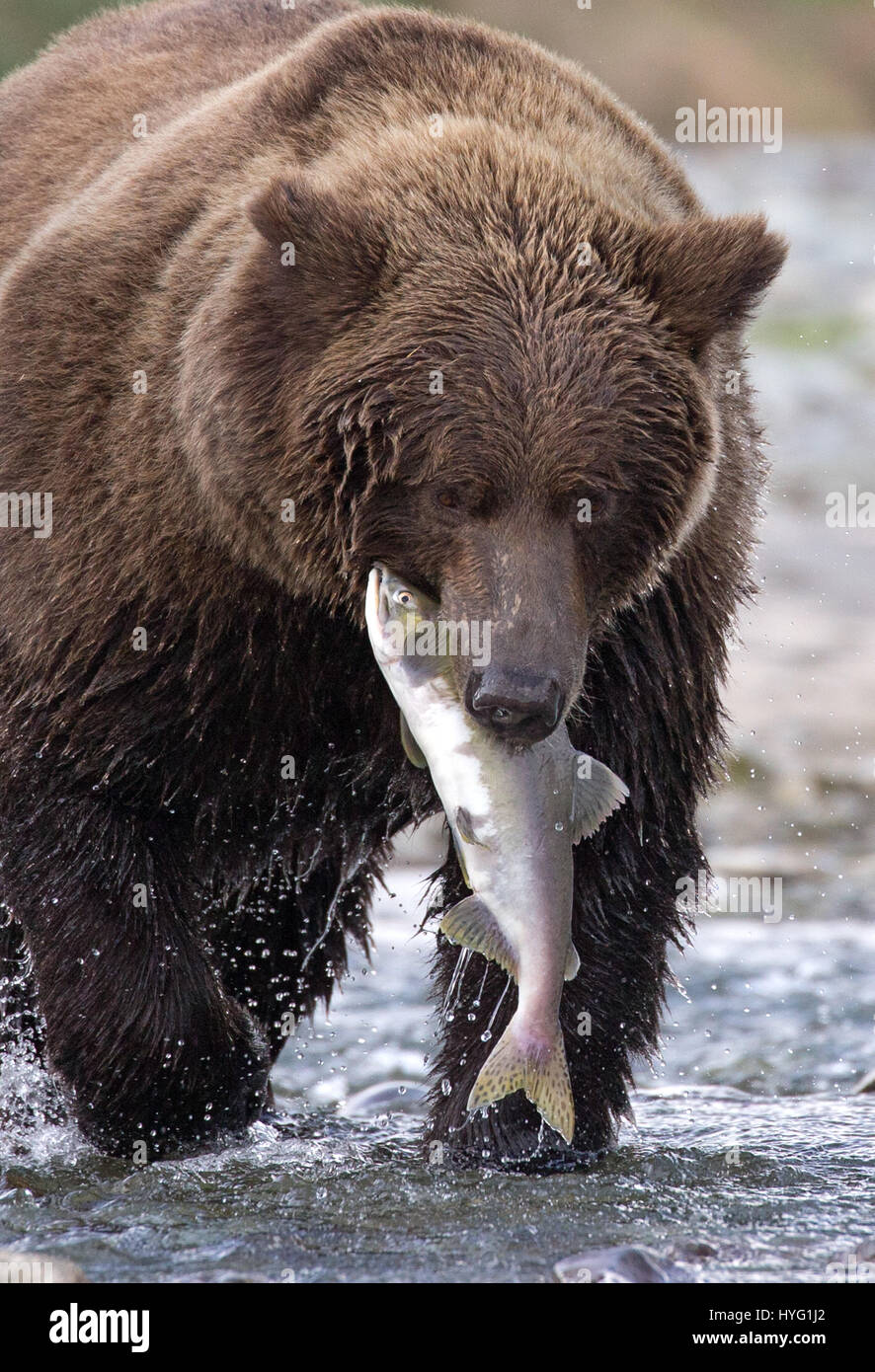 JAW-DROPPING pictures of a bear cub delivering a left uppercut punch ...