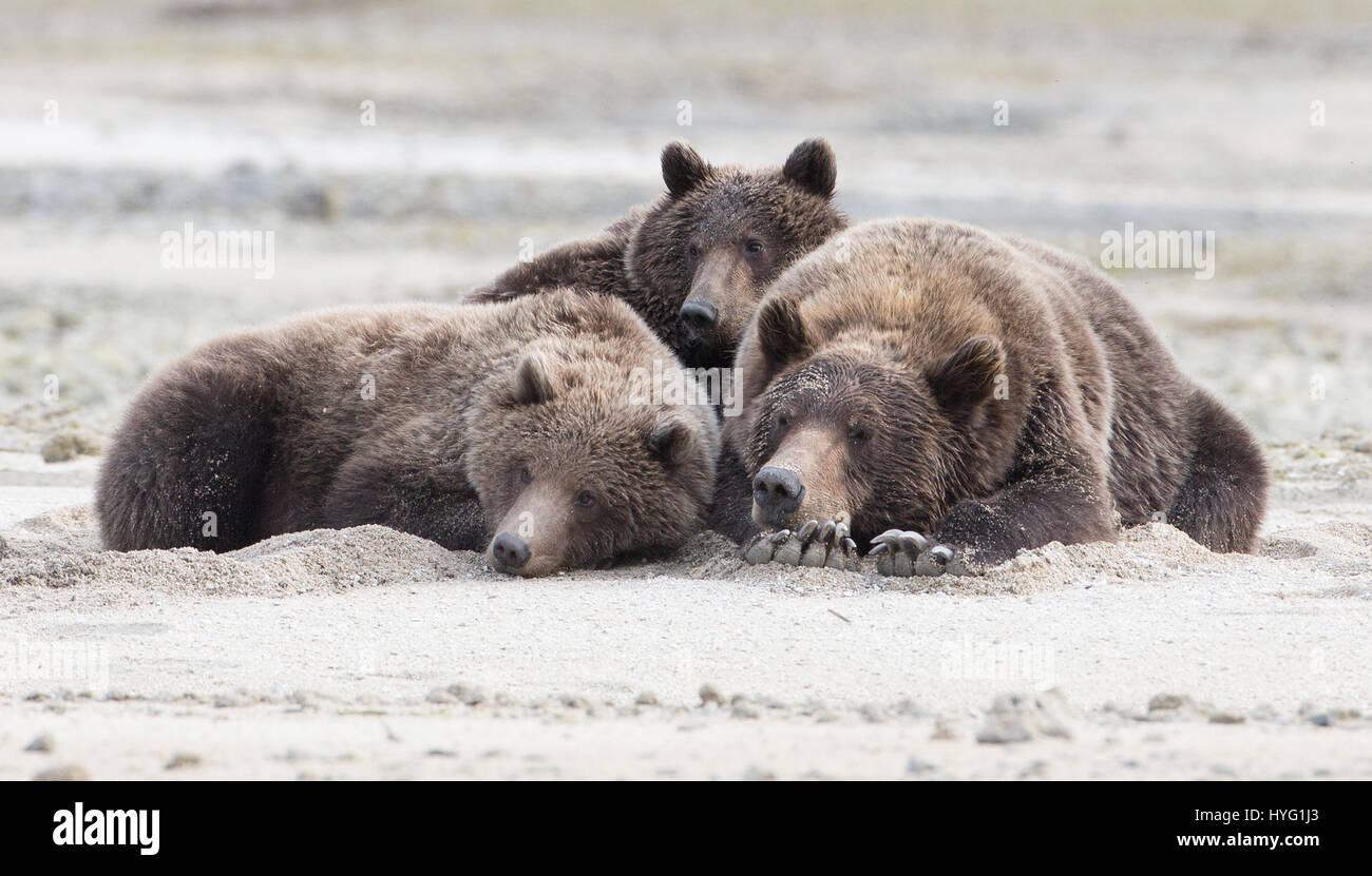 JAW-DROPPING pictures of a bear cub delivering a left uppercut punch ...