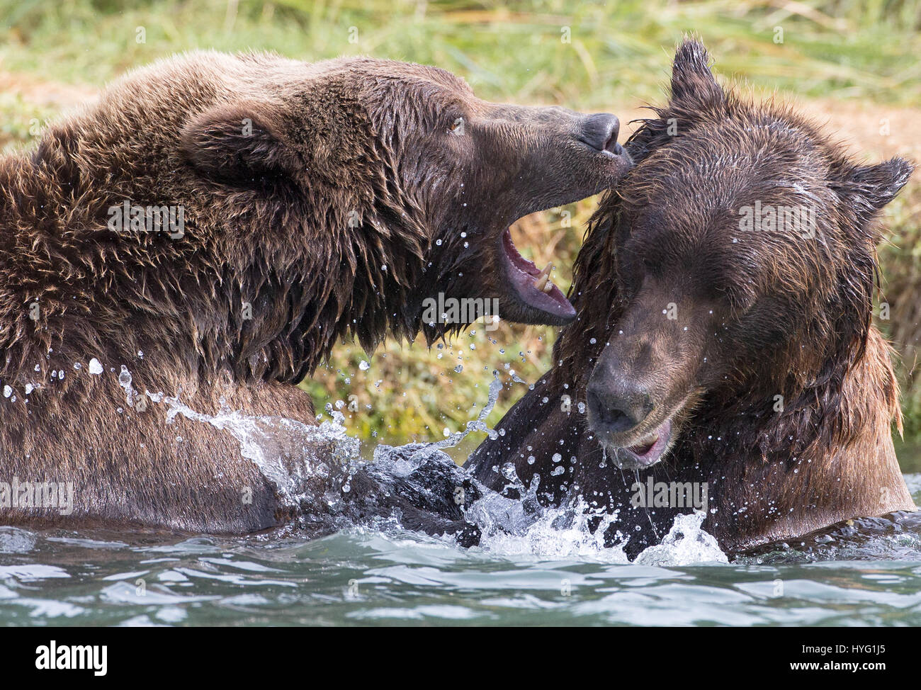 JAW-DROPPING pictures of a bear cub delivering a left uppercut punch ...