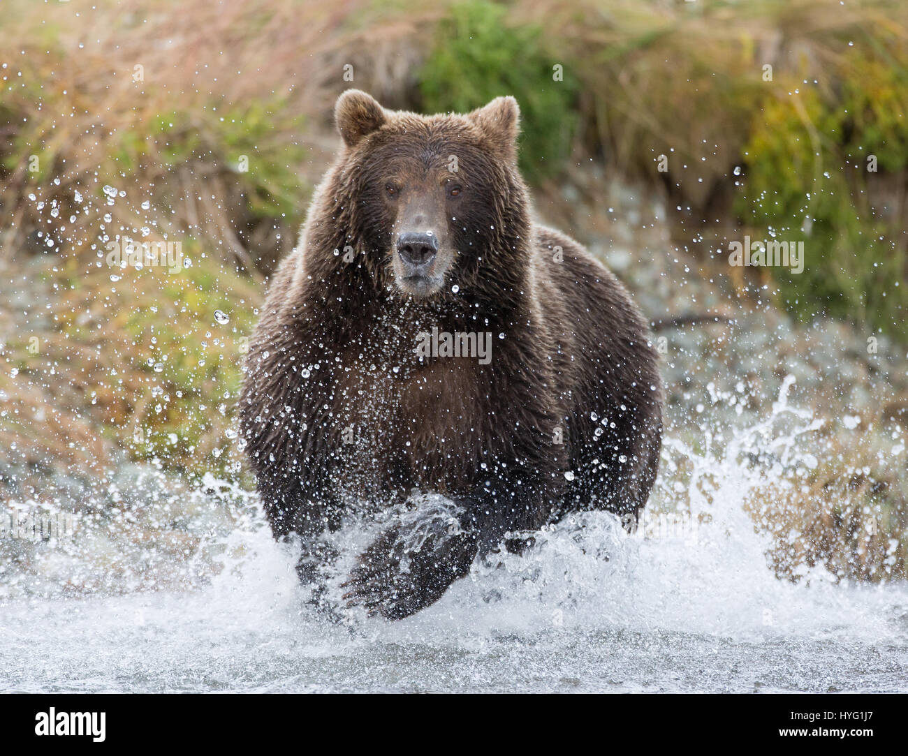 JAW-DROPPING pictures of a bear cub delivering a left uppercut punch ...