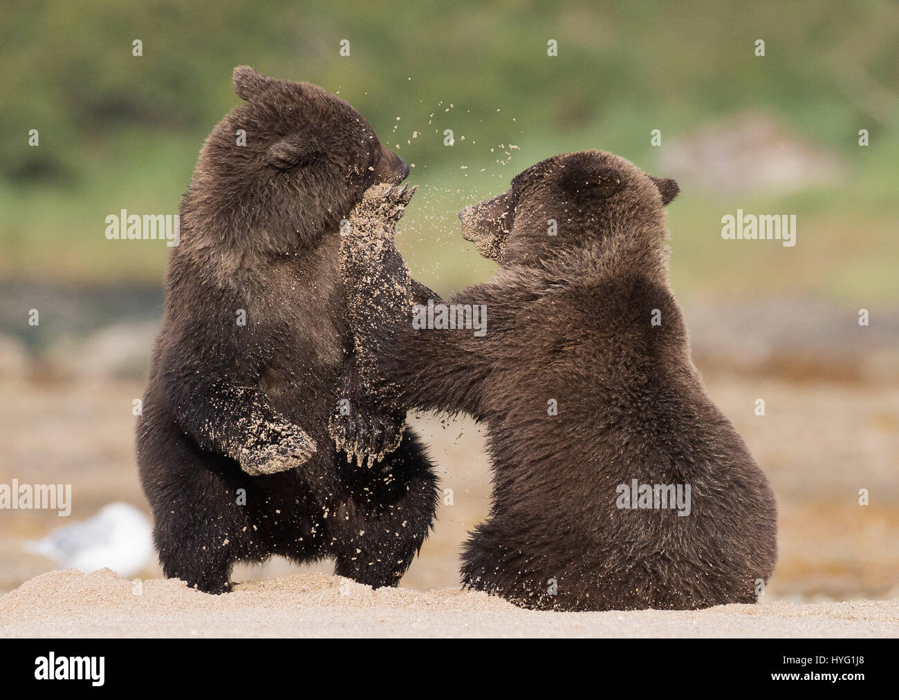JAW-DROPPING pictures of a bear cub delivering a left uppercut punch ...