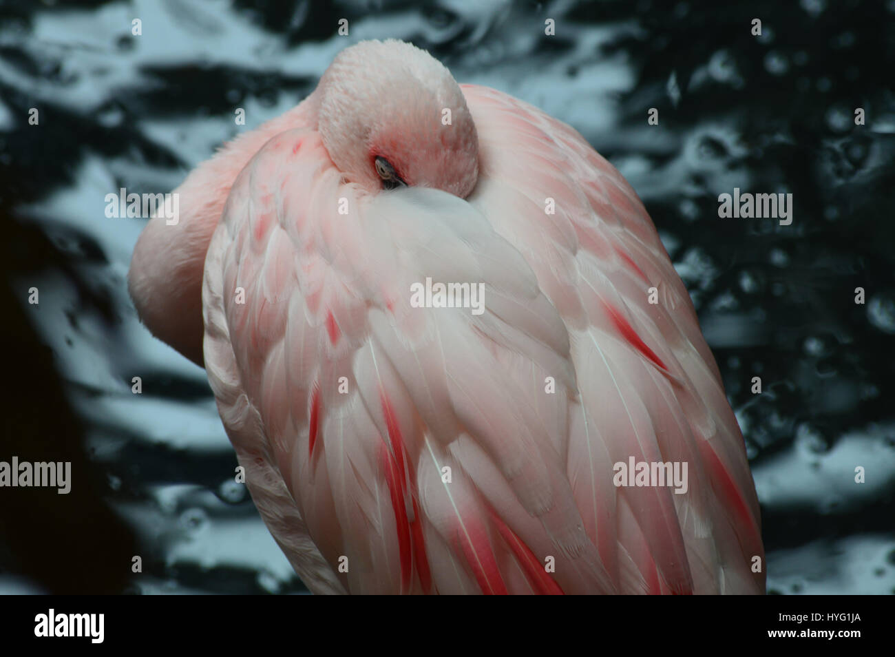 Flamingo texture hi-res stock photography and images - Alamy