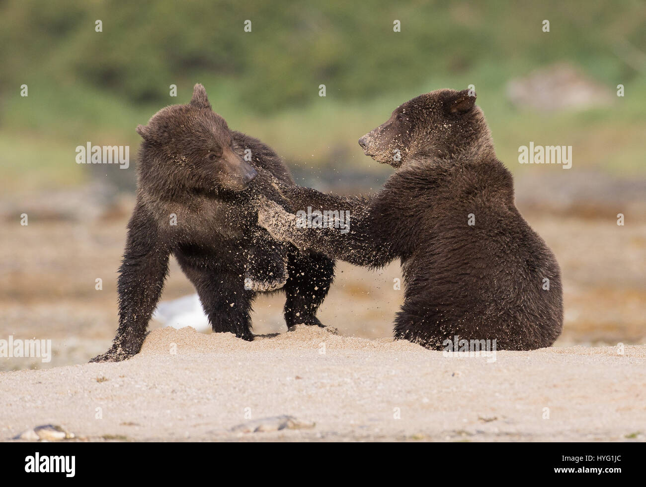 JAW-DROPPING pictures of a bear cub delivering a left uppercut punch ...