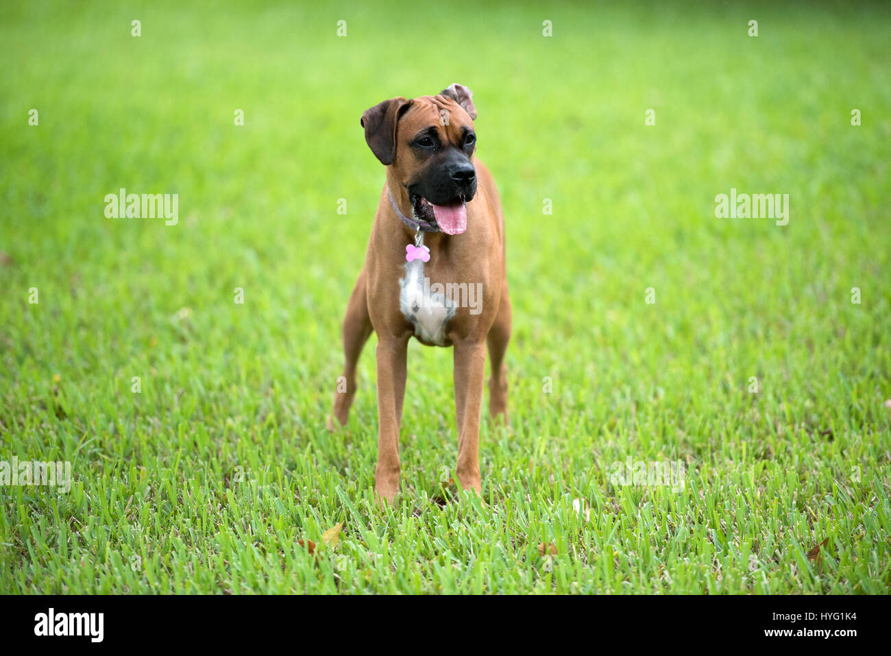 Female boxer dog playing outdoors with a toy Stock Photo - Alamy