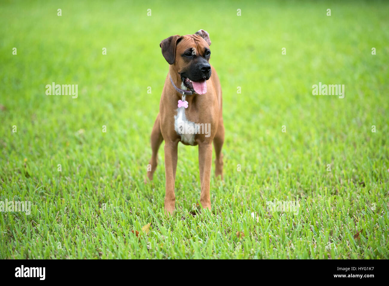 Female boxer dog playing outdoors with a toy Stock Photo - Alamy