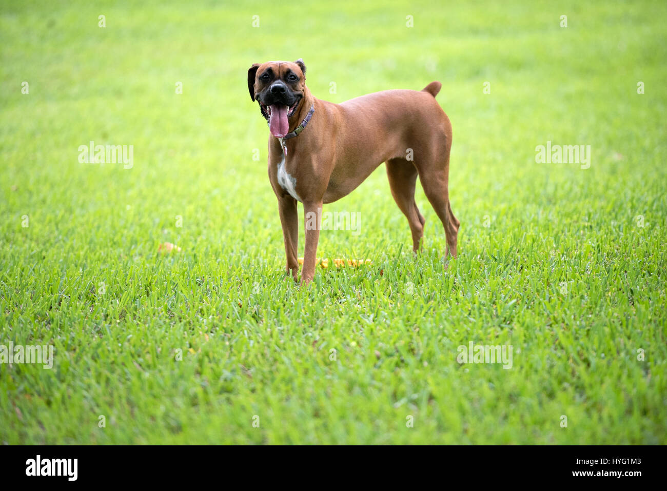 Female boxer dog playing outdoors with a toy Stock Photo - Alamy