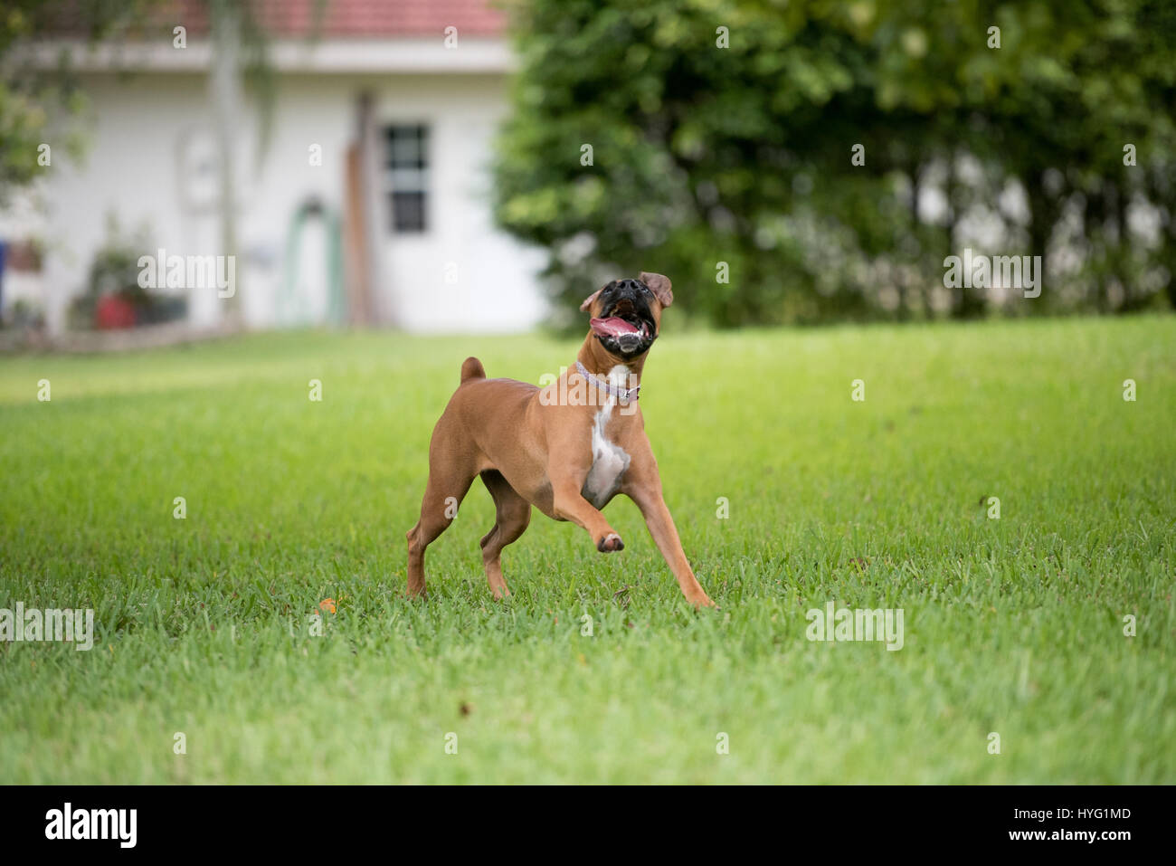 Female boxer dog playing outdoors with a toy Stock Photo - Alamy