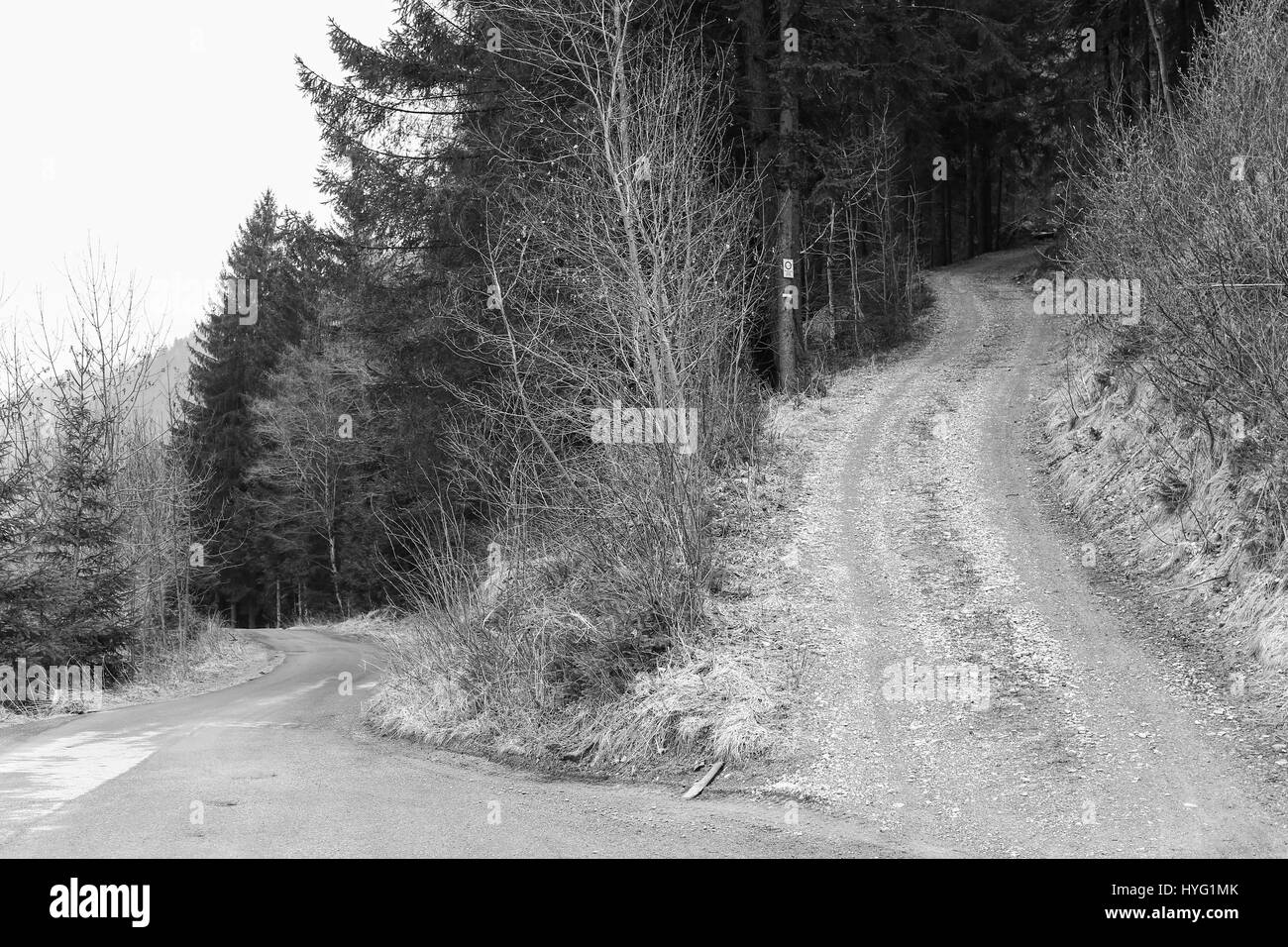 Two forest paths hi-res stock photography and images - Alamy