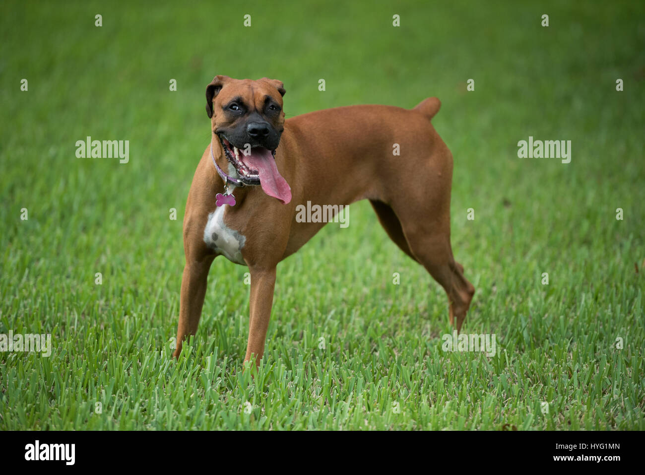 Female boxer dog hi-res stock photography and images - Alamy