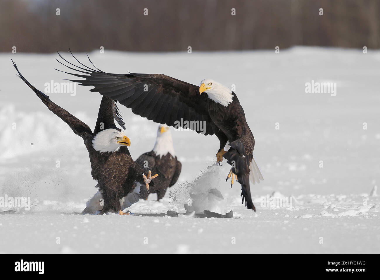 Five Bald Eagles High Resolution Stock Photography and Images - Alamy