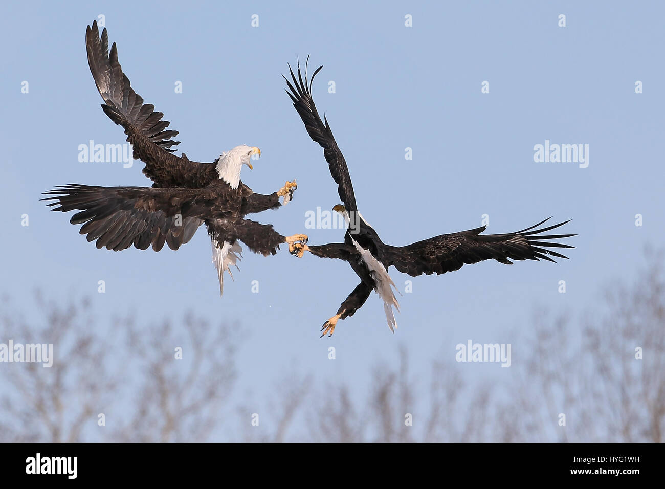 Five bald eagles hi-res stock photography and images - Alamy