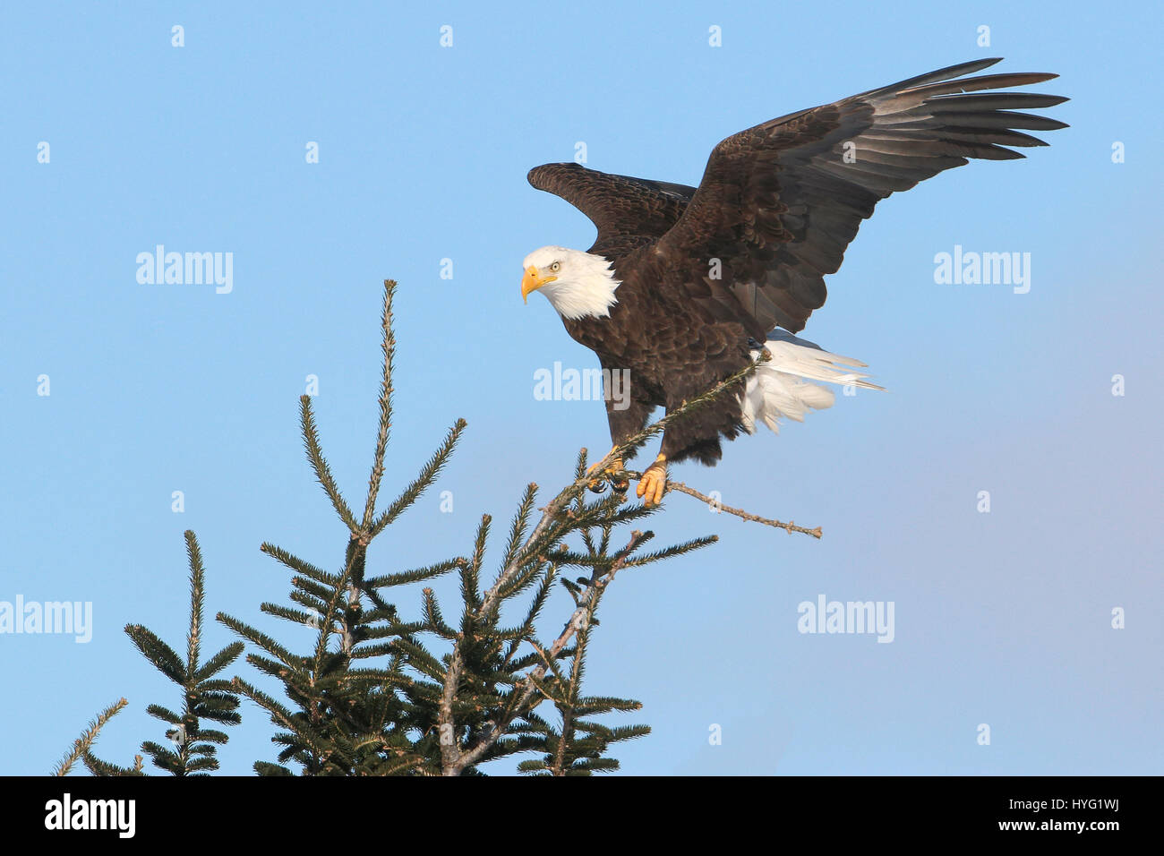 Five bald eagles hi-res stock photography and images - Alamy