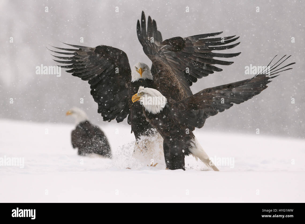 Five Bald Eagles High Resolution Stock Photography and Images - Alamy
