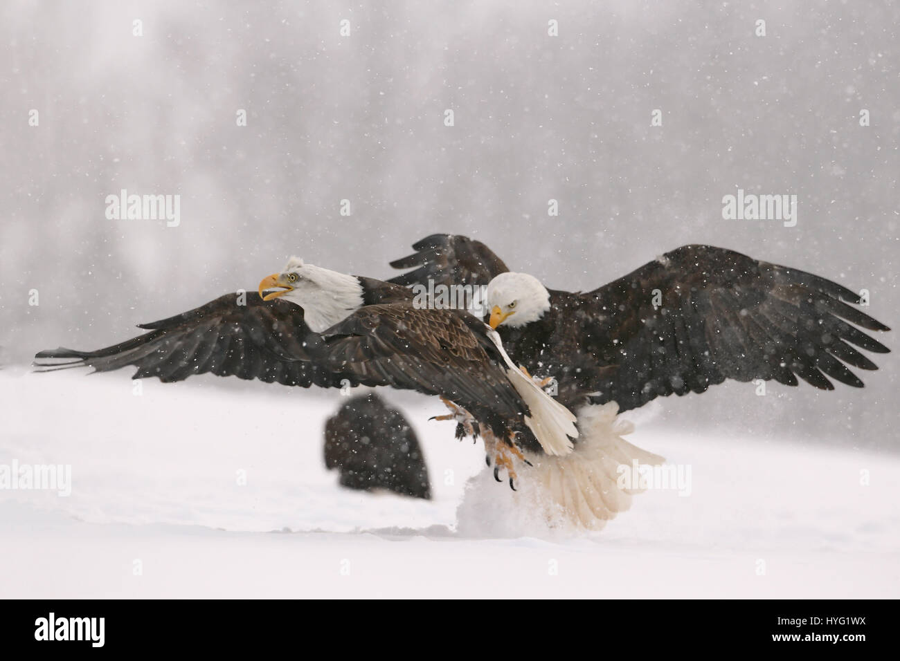 Five Bald Eagles High Resolution Stock Photography and Images - Alamy