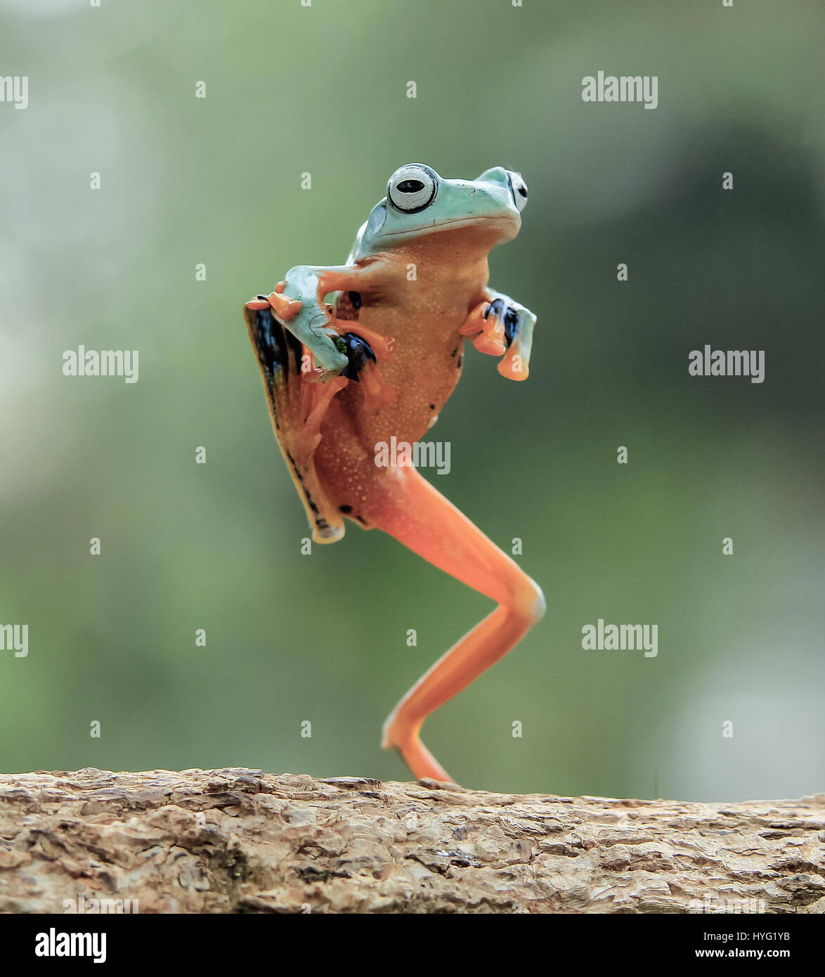 JAKARTA, INDONESIA: HILARIOUS pictures of a breakdancing frog have been ...