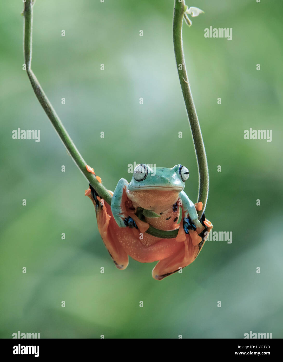 JAKARTA, INDONESIA: HILARIOUS pictures of a breakdancing frog have been ...