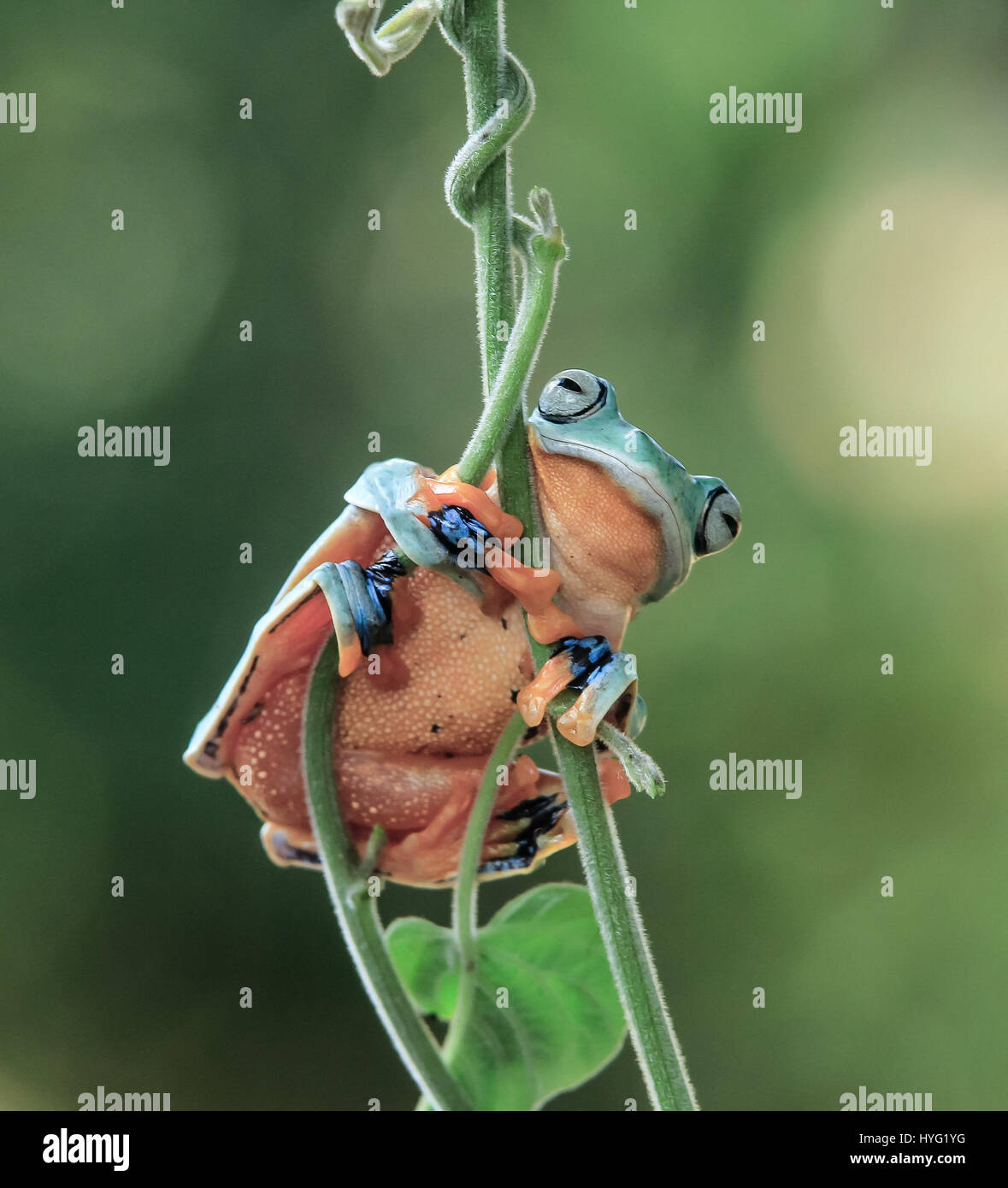 JAKARTA, INDONESIA: HILARIOUS pictures of a breakdancing frog have been ...