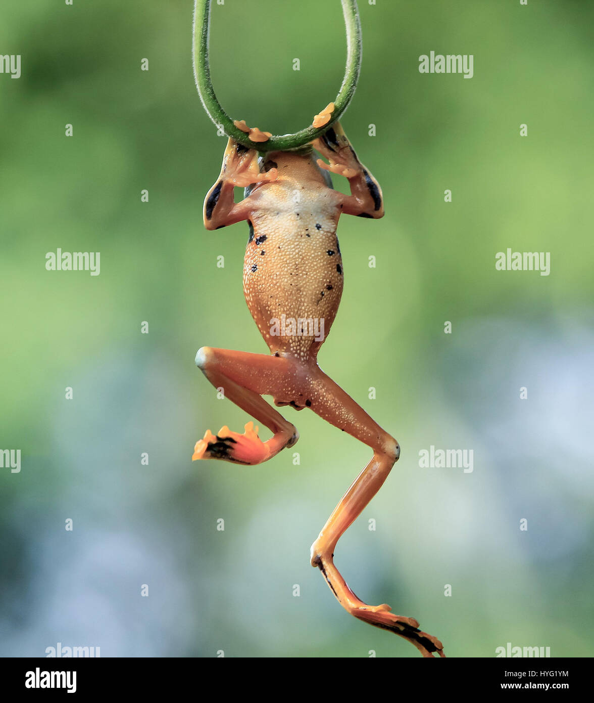 JAKARTA, INDONESIA: HILARIOUS pictures of a breakdancing frog have been ...