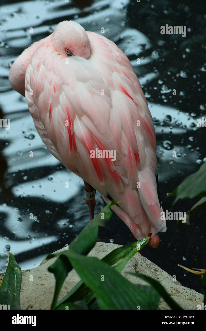Flamingo texture hi-res stock photography and images - Alamy