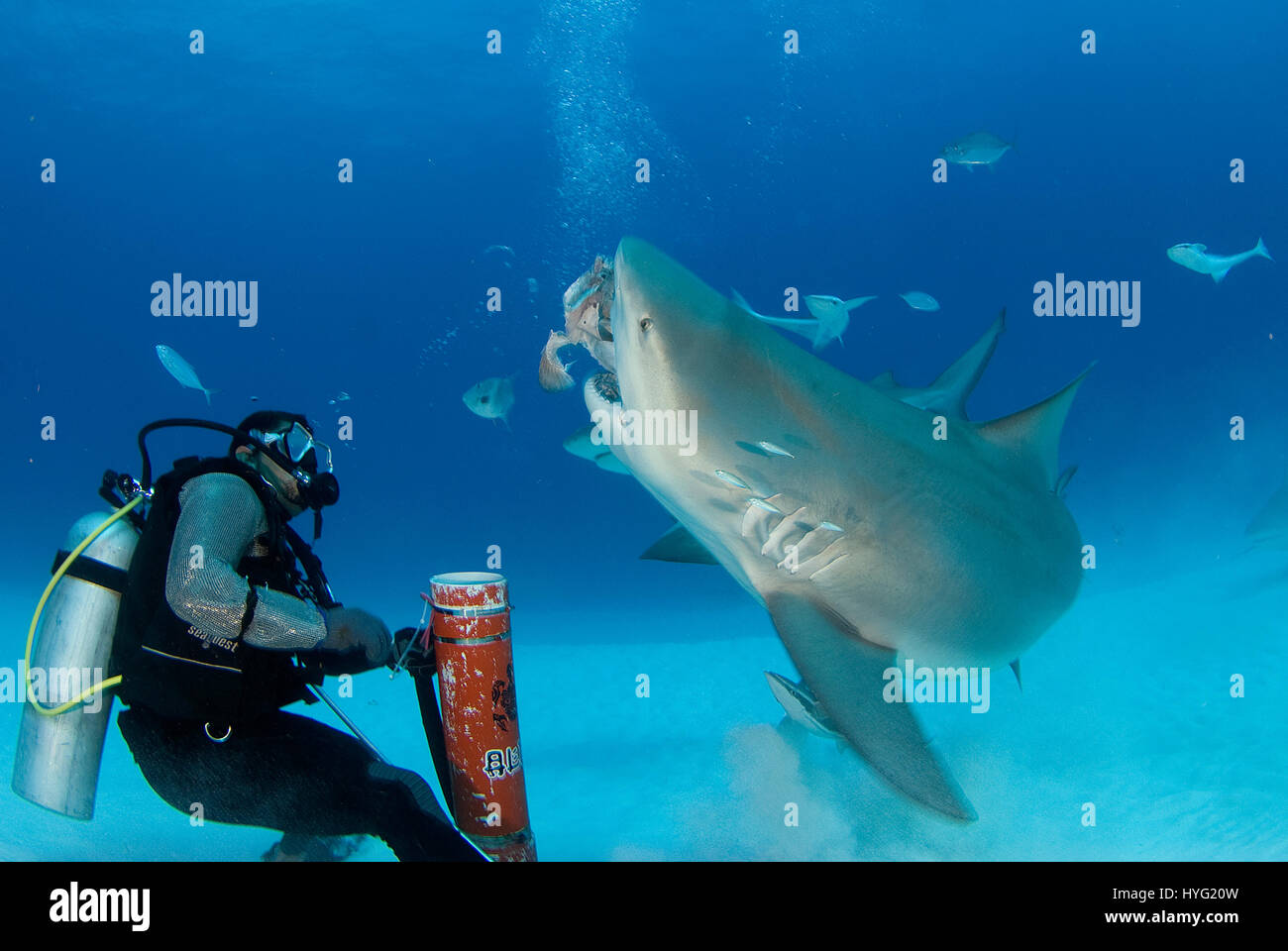 TWENTY Bull sharks have been snapped being lovingly hand fed by a human ...