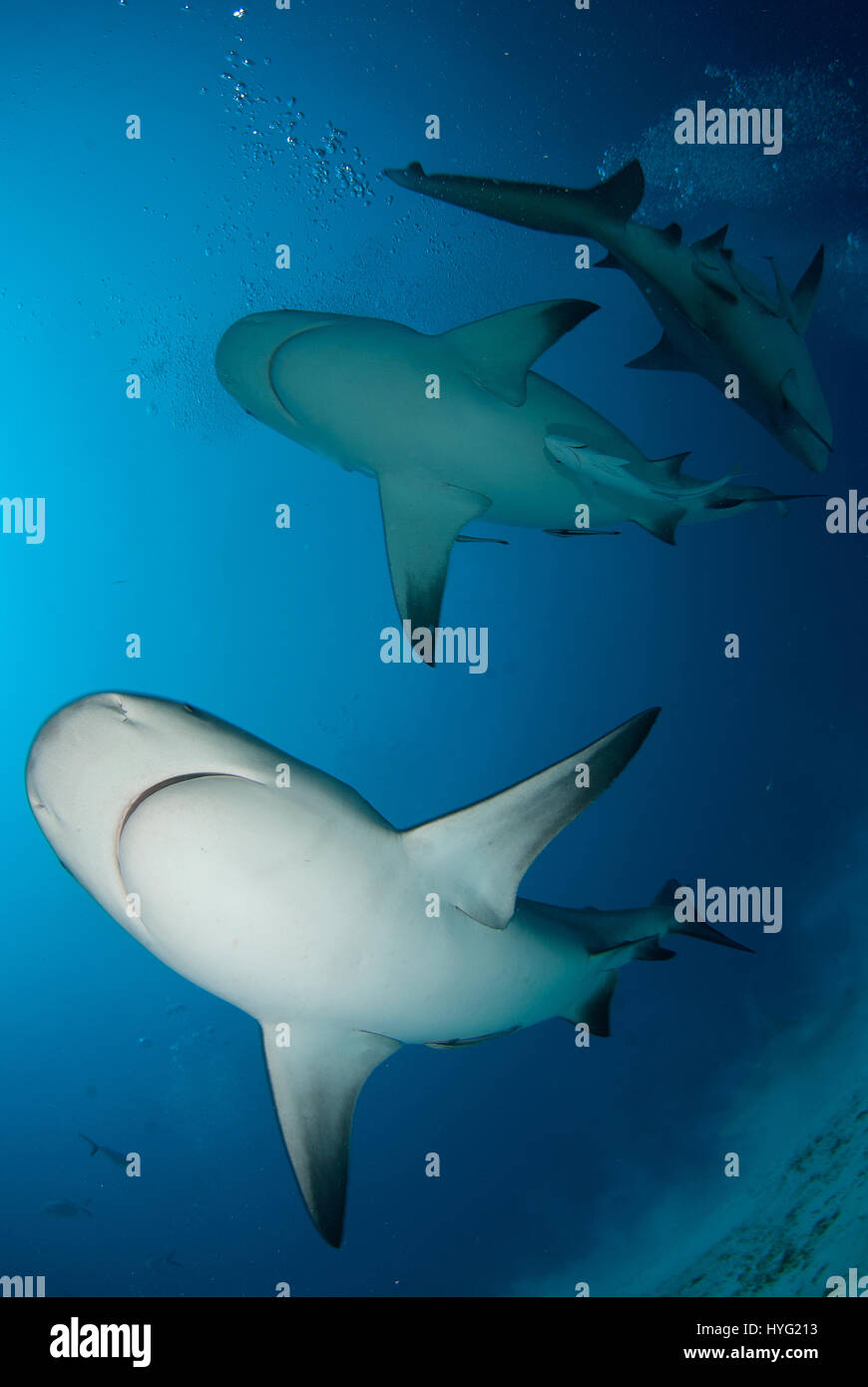 Ocean underwater bull shark feeding hi-res stock photography and images ...