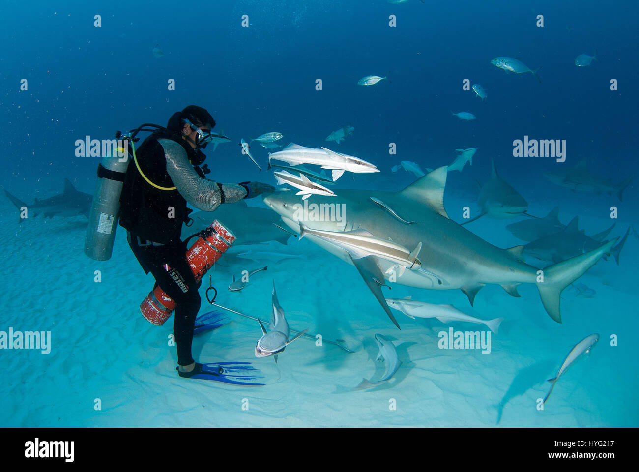 Predator friendly hi-res stock photography and images - Alamy