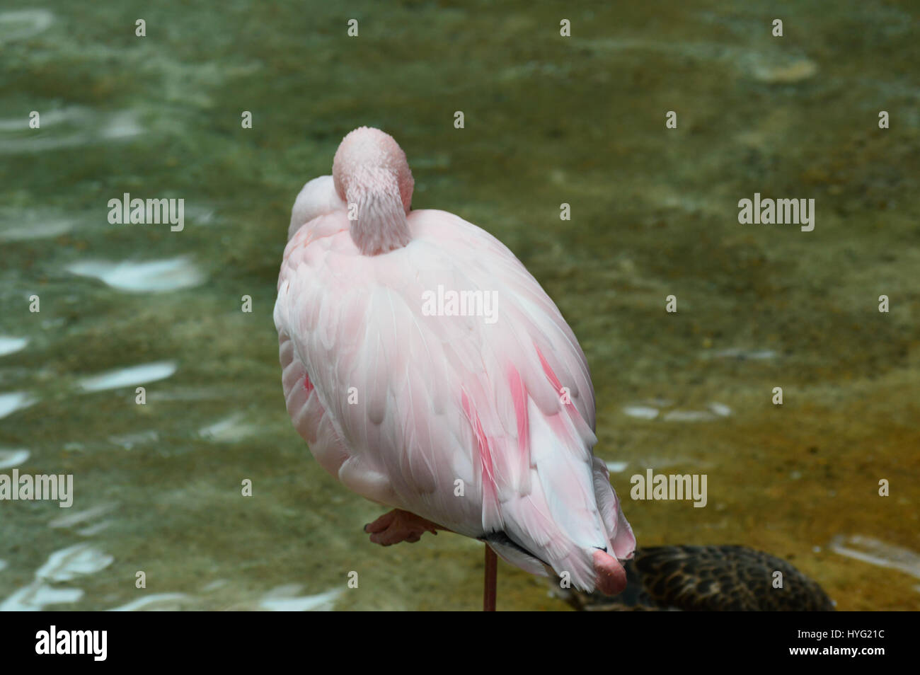 Flamingo texture hi-res stock photography and images - Alamy