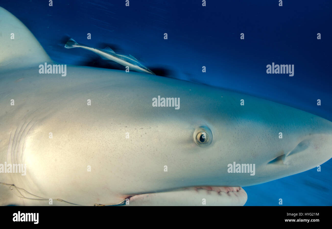 TWENTY Bull sharks have been snapped being lovingly hand fed by a human ...