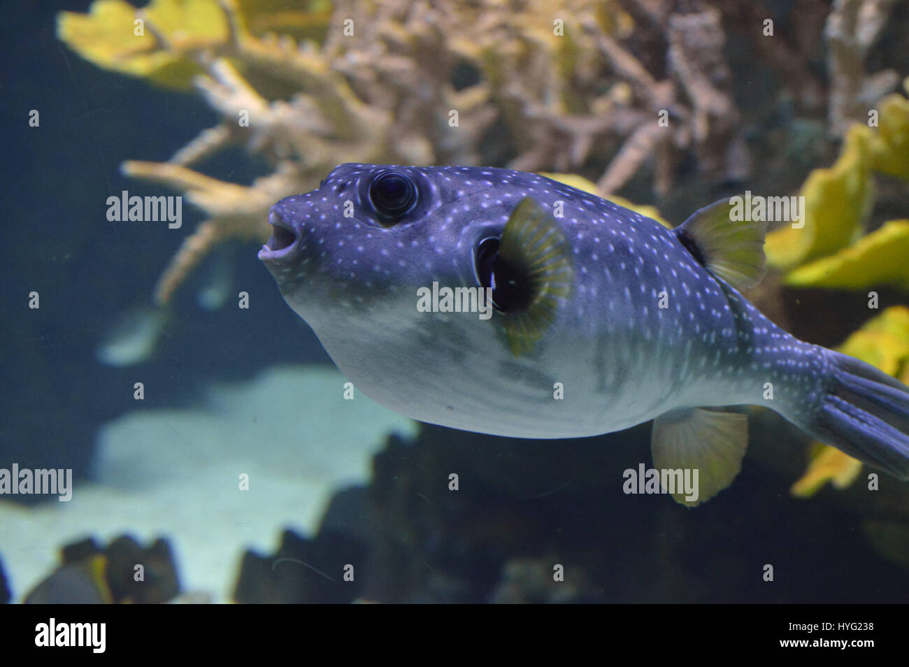 Large marine fish hi-res stock photography and images - Alamy