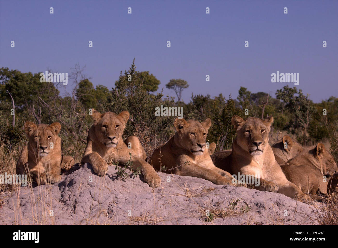 Zimbabwean bush hi-res stock photography and images - Alamy