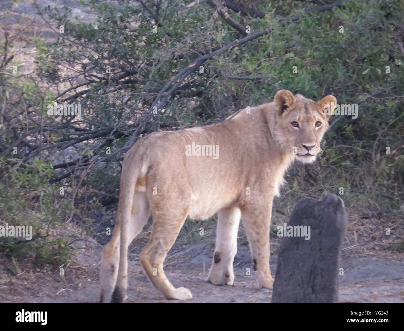 Cecil's pride has recruited one more female making it a strong pride ...