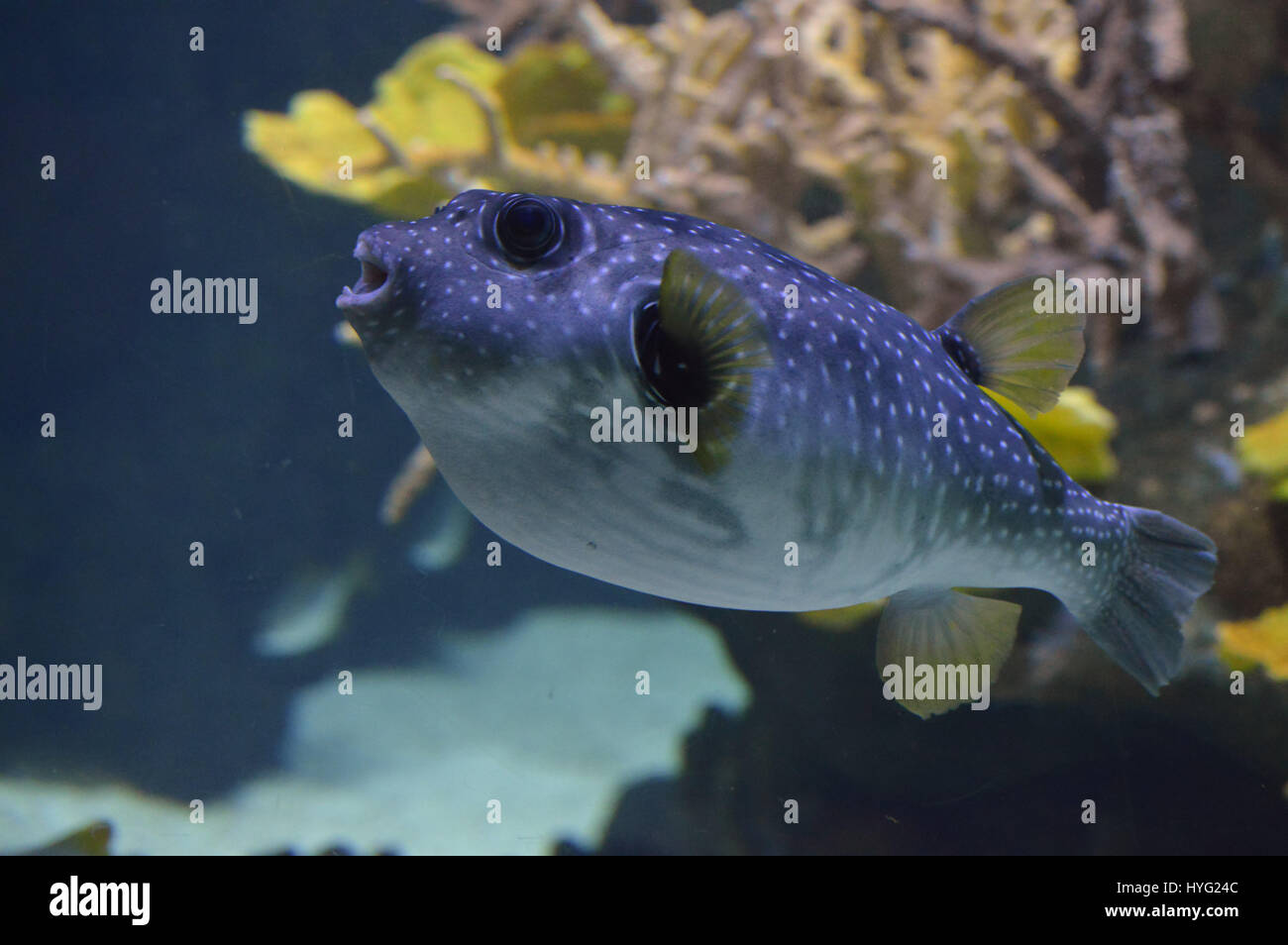 Fish tropical large hi-res stock photography and images - Alamy