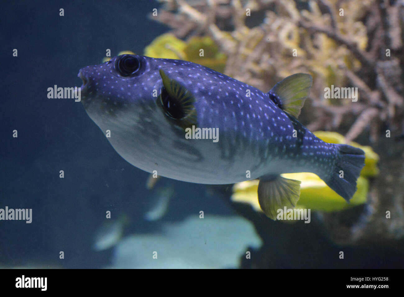 Fish tropical large hi-res stock photography and images - Alamy