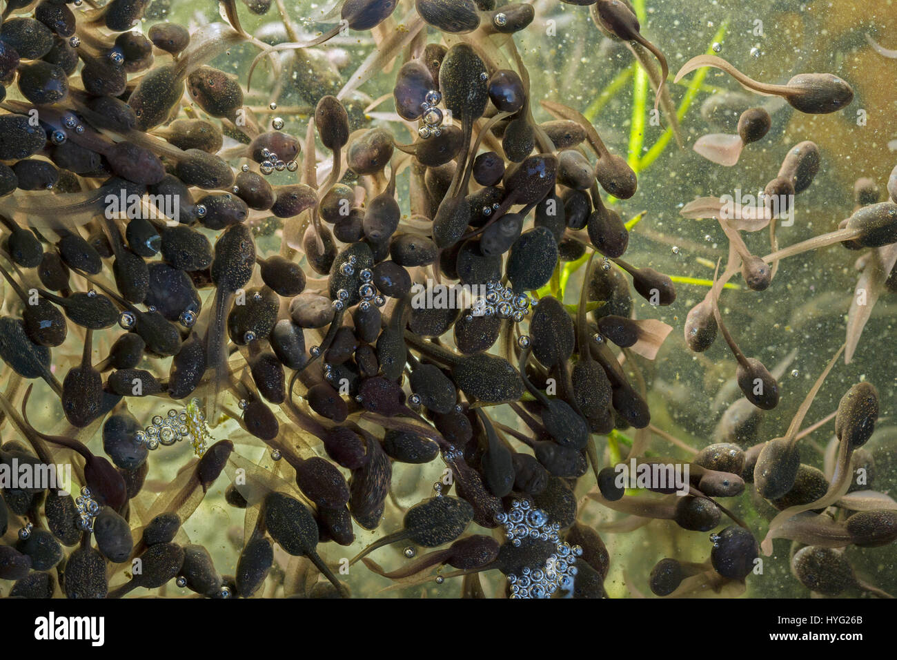 Tadpoles in a garden pond Stock Photo - Alamy