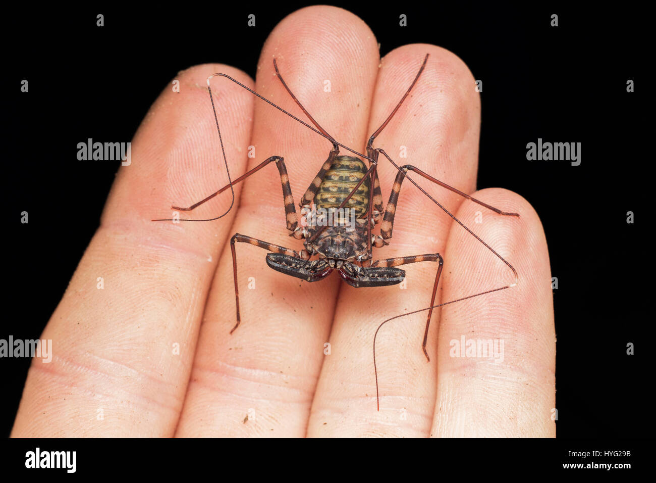 HERIC, FRANCE: COULD this creepy insect be nature’s ugliest mother ...