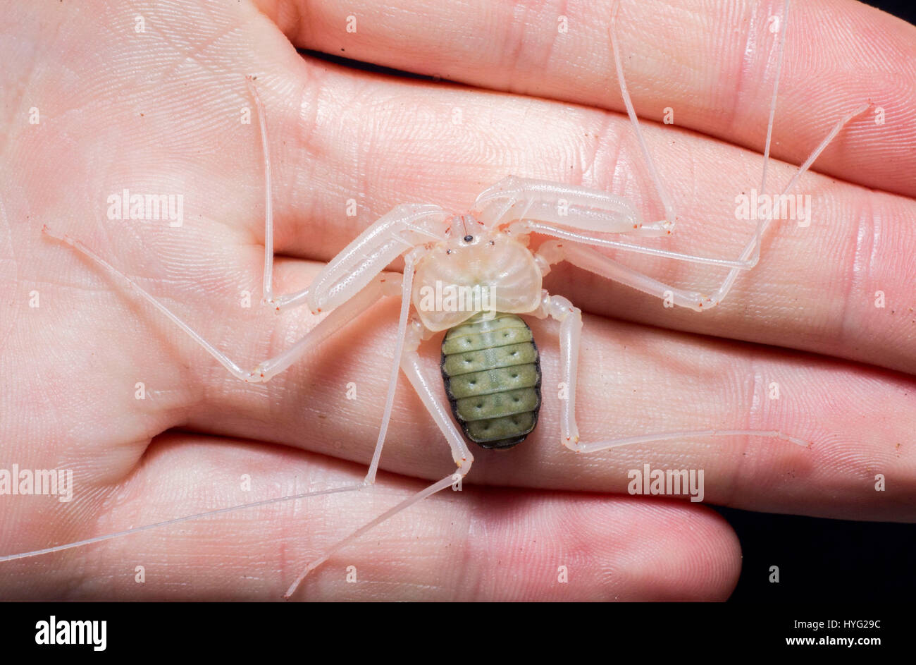 HERIC, FRANCE: COULD this creepy insect be nature’s ugliest mother ...
