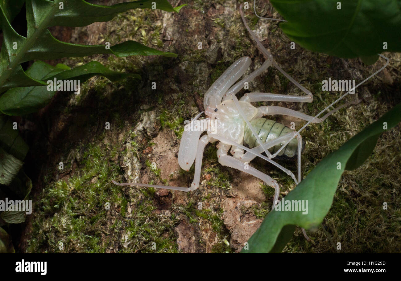 HERIC, FRANCE: COULD this creepy insect be nature’s ugliest mother ...