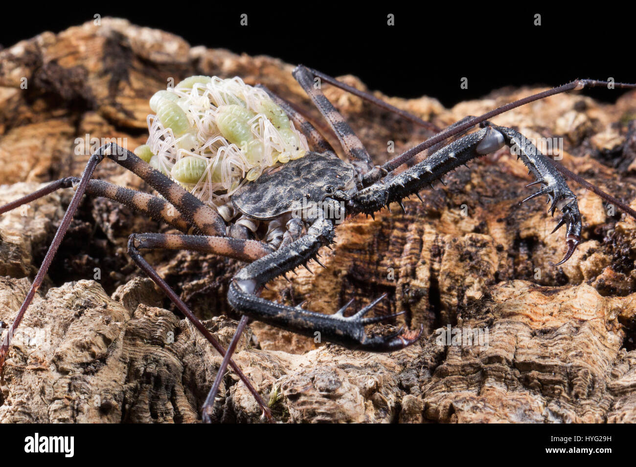 HERIC, FRANCE: COULD this creepy insect be nature’s ugliest mother ...