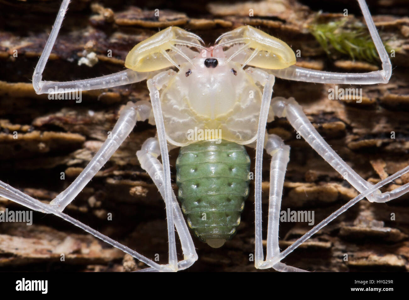 HERIC, FRANCE: COULD this creepy insect be nature’s ugliest mother ...