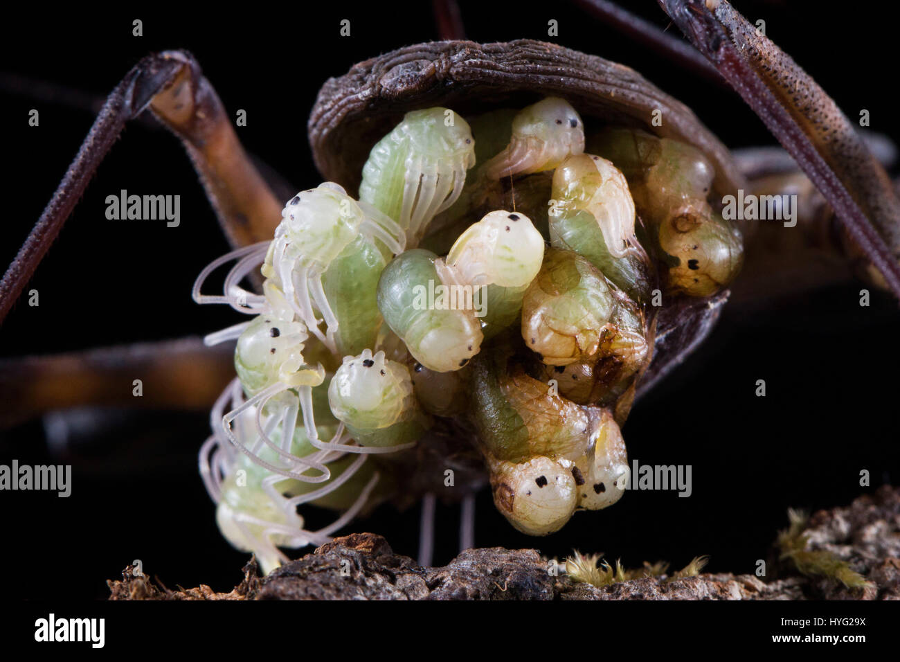 HERIC, FRANCE: COULD this creepy insect be nature’s ugliest mother ...
