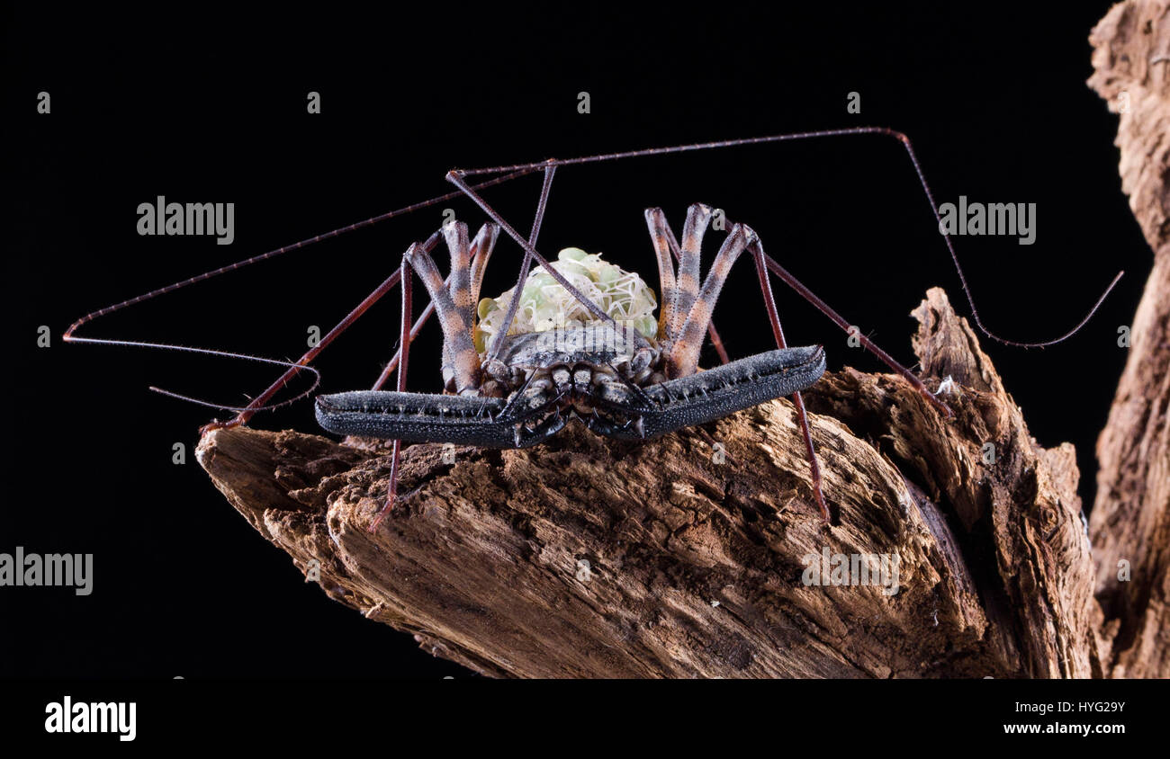 HERIC, FRANCE: COULD this creepy insect be nature’s ugliest mother ...