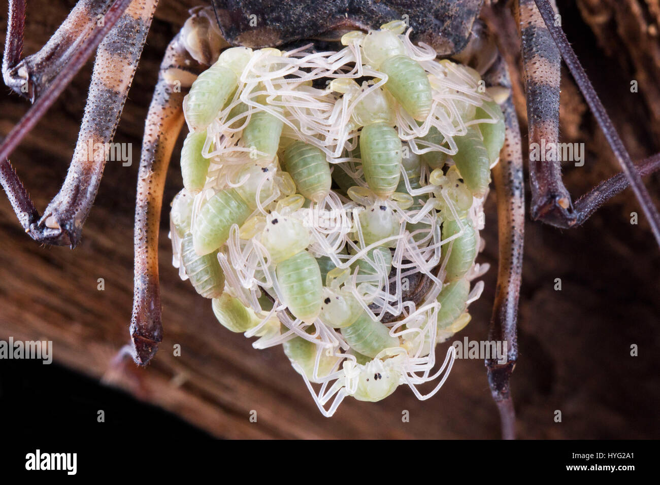 HERIC, FRANCE: COULD this creepy insect be nature’s ugliest mother ...
