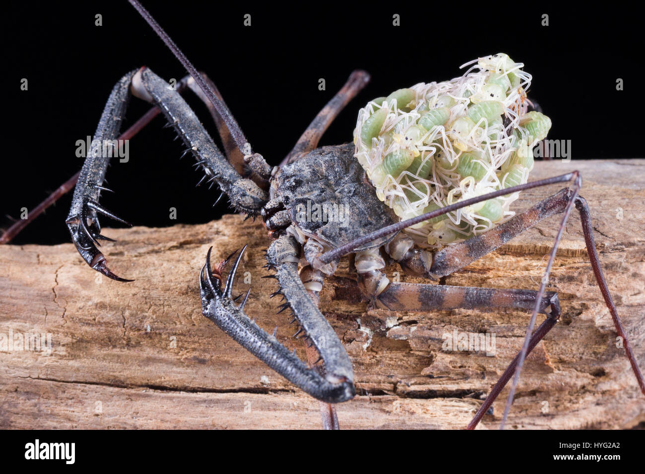 HERIC, FRANCE: COULD this creepy insect be nature’s ugliest mother ...