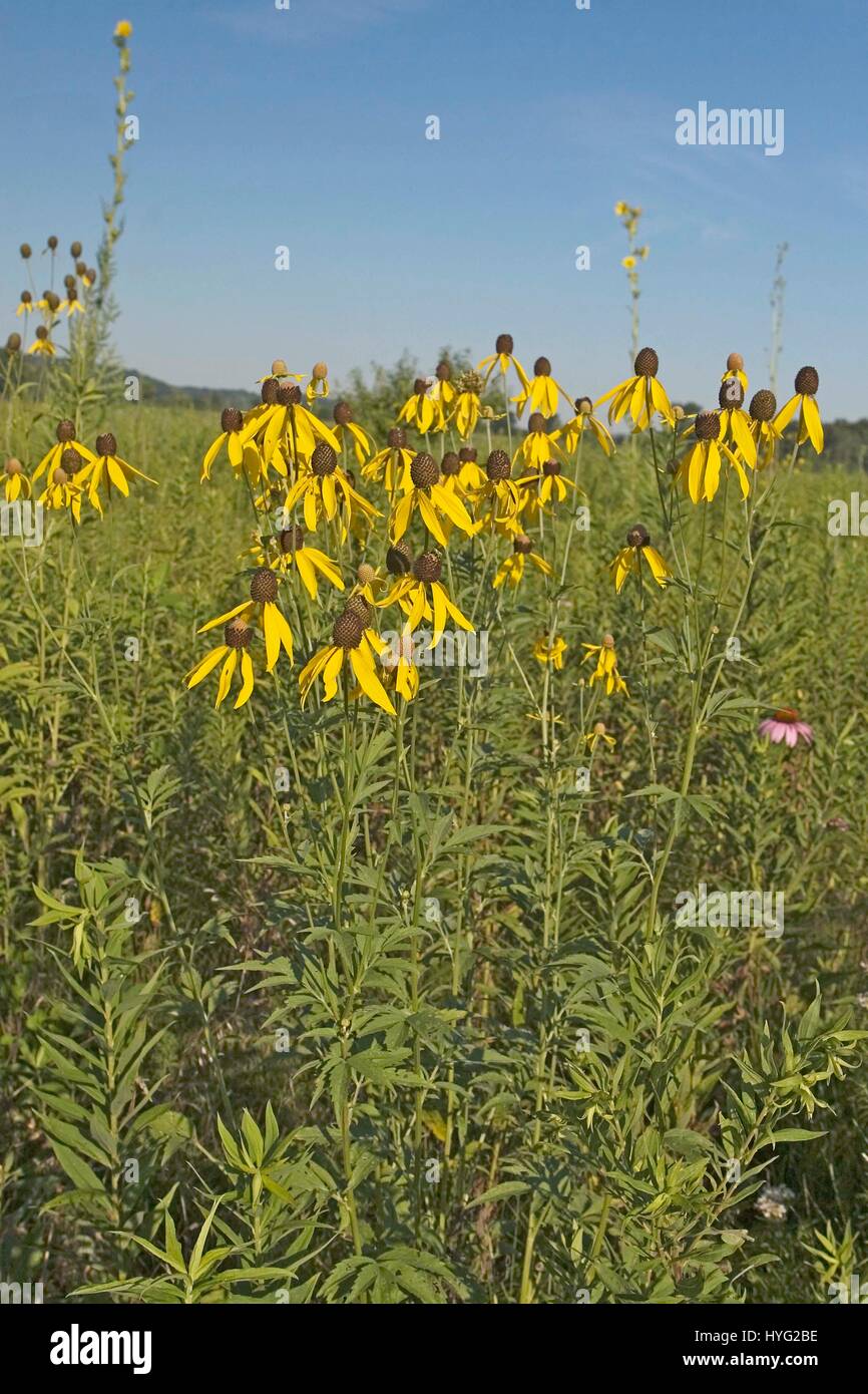 Ratibida Pinnata Stock Photos & Ratibida Pinnata Stock Images - Alamy