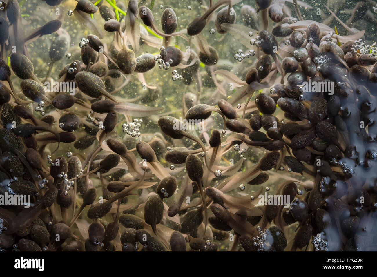 Tadpoles in a garden pond Stock Photo - Alamy