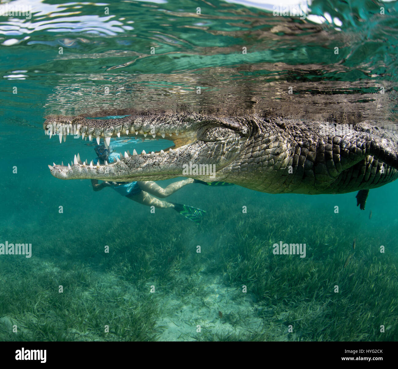 Close up video shows mouth hi-res stock photography and images - Alamy