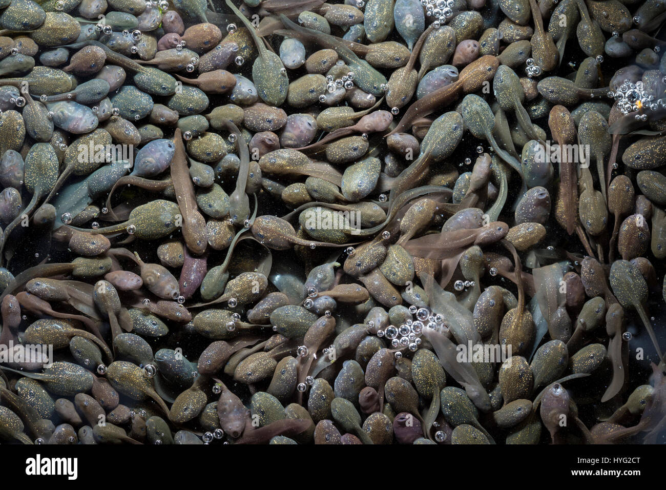 Overpopulated animals hi-res stock photography and images - Alamy