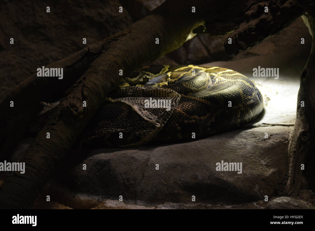 Yellow burmese python hi-res stock photography and images - Alamy